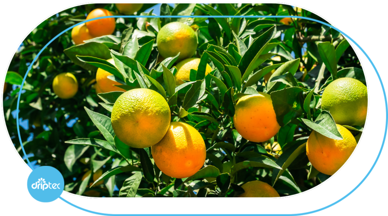 AUTOMATIC ORANGE IRRIGATION SOLUTION - driptec